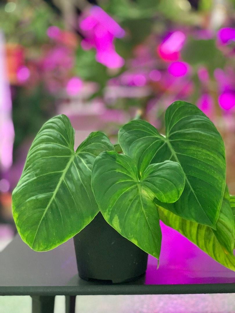 Philodendron Glorious, Furniture & Home Living, Gardening, Plants ...