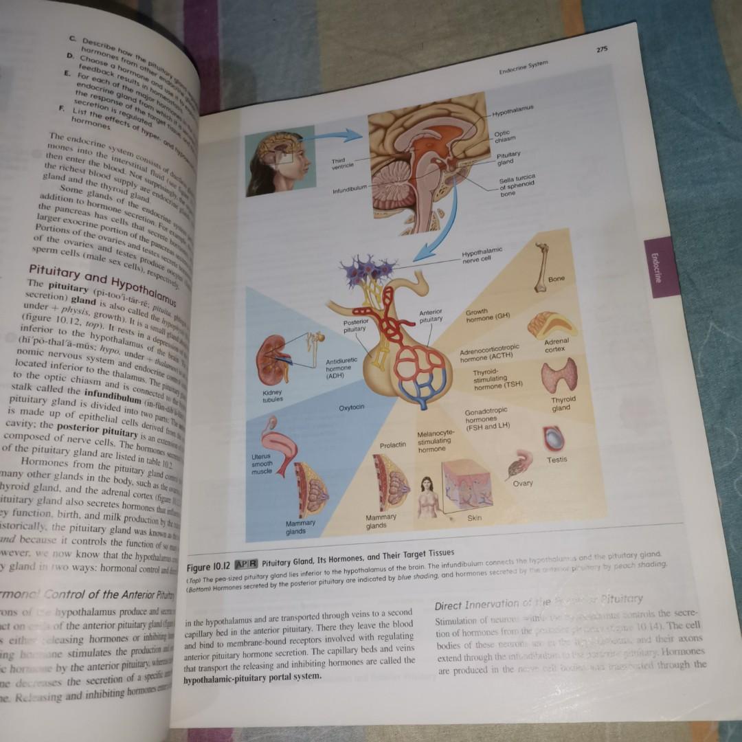 Seeleys Essential Of Anatomy And Physiology Ninth Edition Hobbies