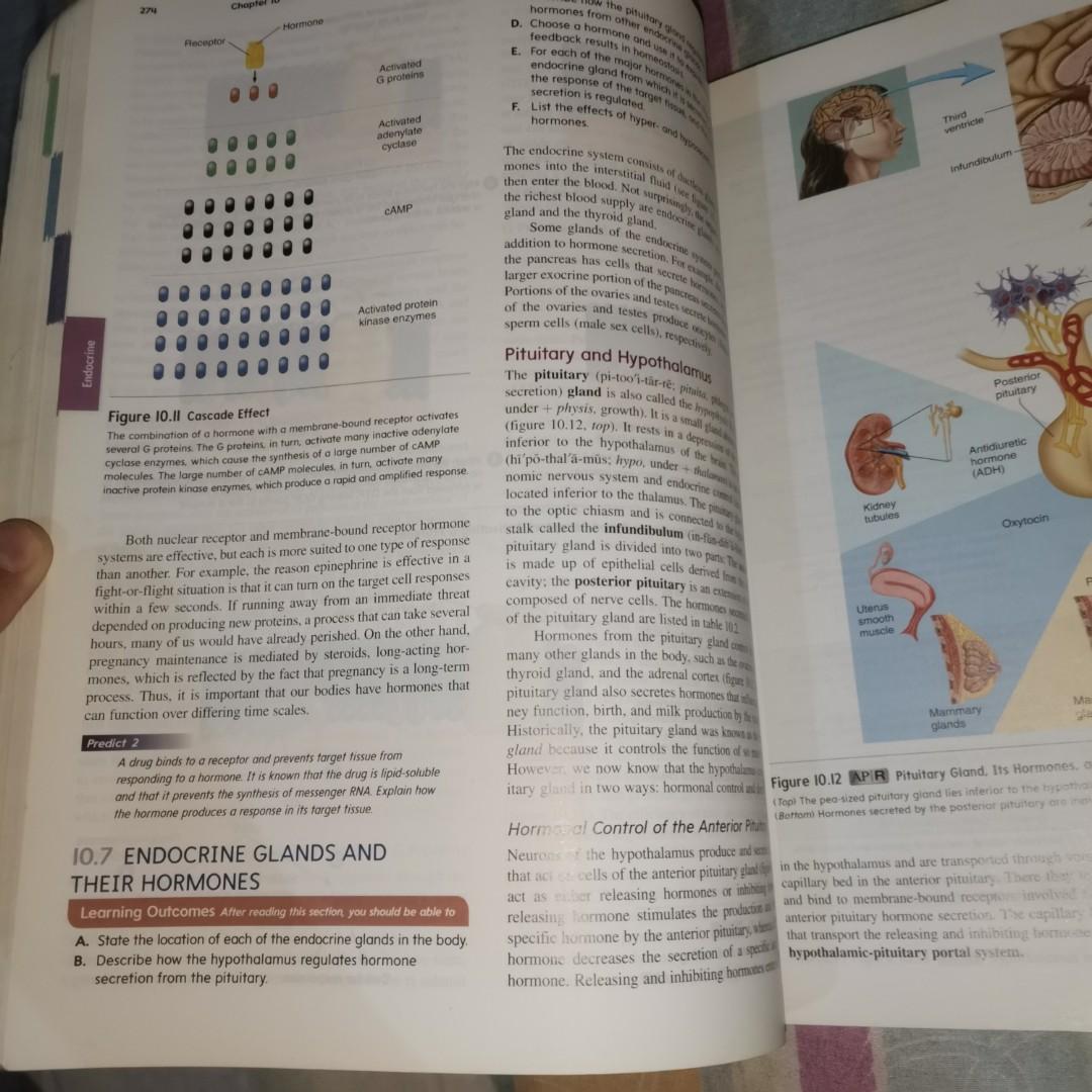 Seeleys Essential Of Anatomy And Physiology Ninth Edition Hobbies