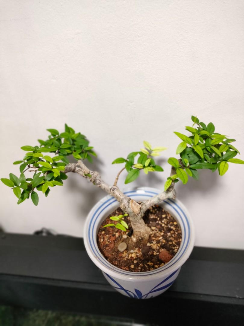 Shui Mei Bonsai (wrightia religiosa bonsai), Furniture & Home Living ...