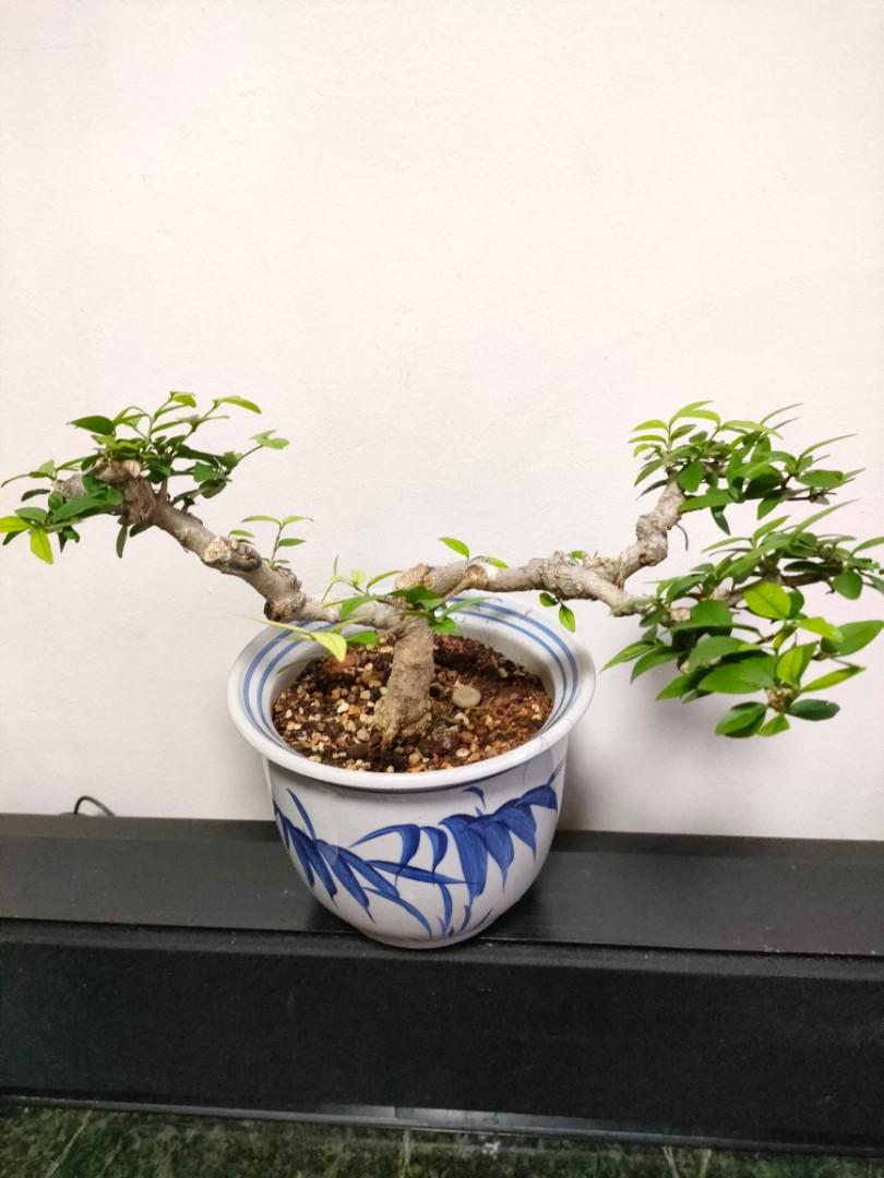 Shui Mei Bonsai (wrightia religiosa bonsai), Furniture & Home Living ...