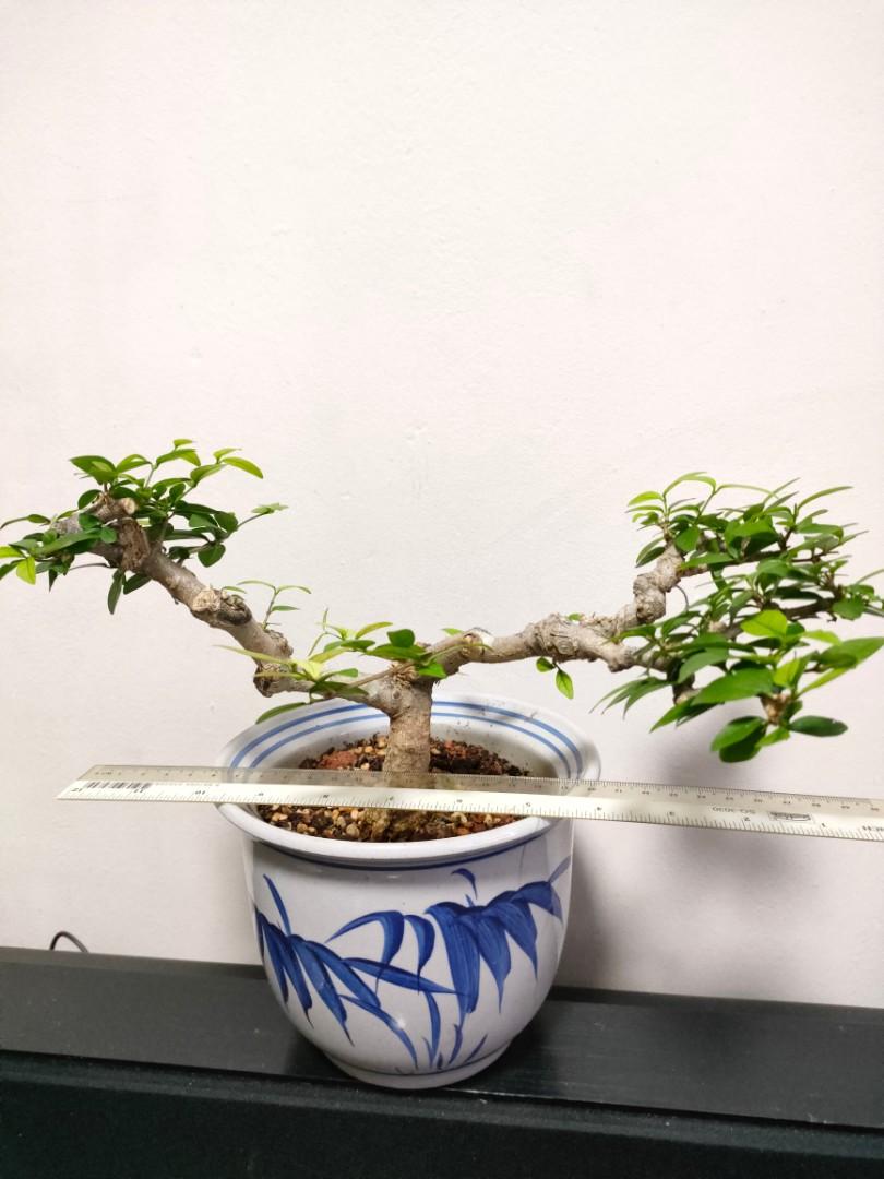 Shui Mei Bonsai (wrightia religiosa bonsai), Furniture & Home Living ...