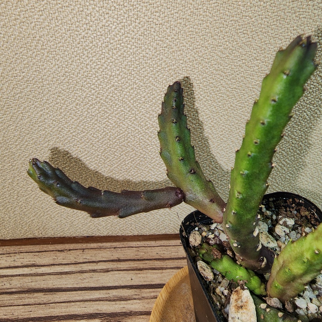Stapelia sp. (succulent, stapeliad), Furniture & Home Living, Gardening ...