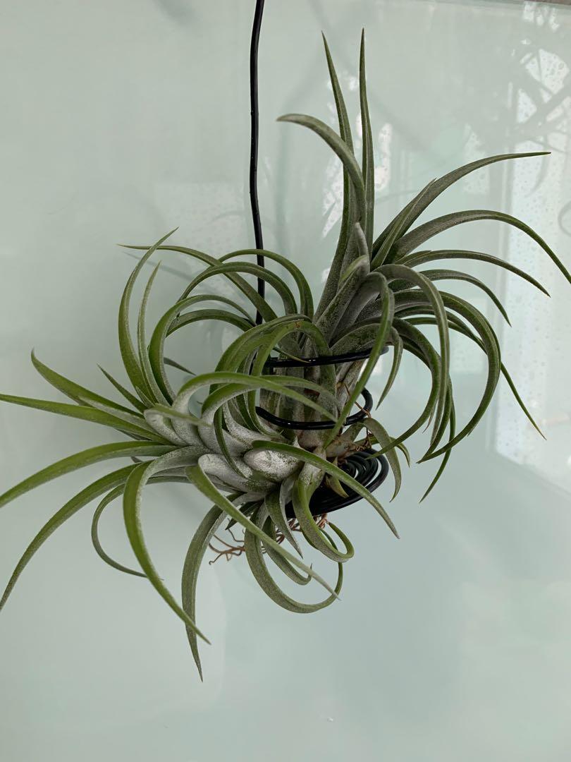 Tillandsia Seleria x Velutina, Furniture & Home Living, Gardening ...