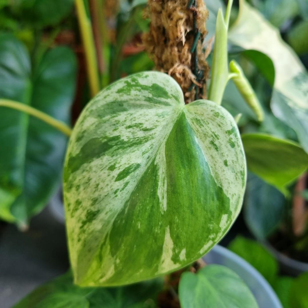 Variegated Heartleaf Philodendron Sold at MP, Furniture & Home Living ...