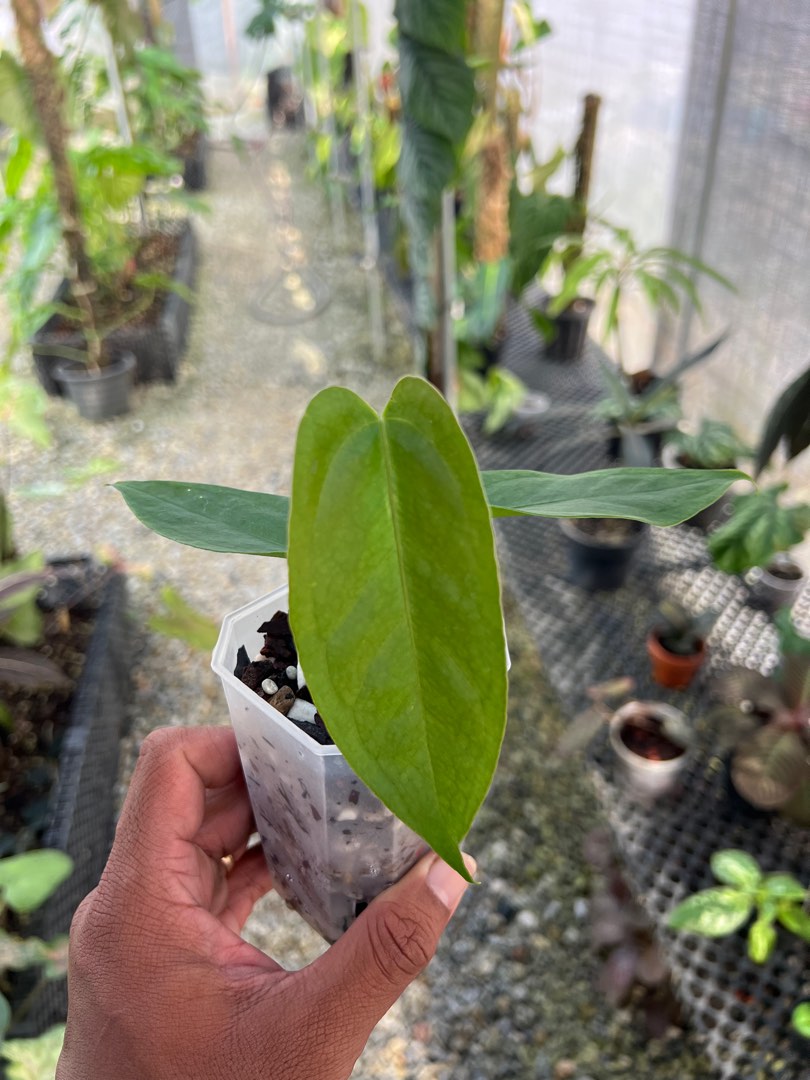 Anthurium Portillae seedling, Furniture & Home Living, Gardening ...