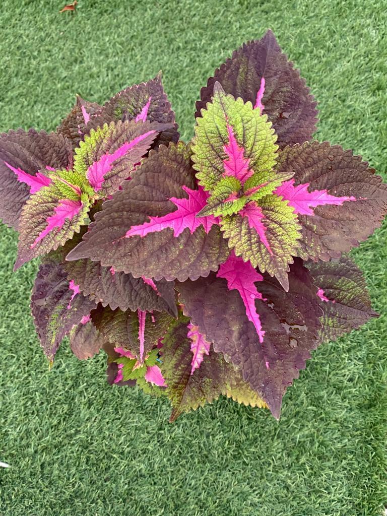 Coleus (China Rose), Furniture & Home Living, Gardening, Plants & Seeds ...