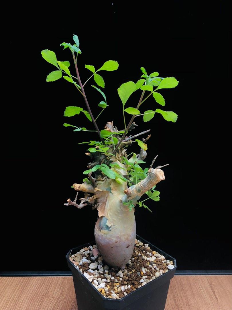 commiphora kataf var. turkanensis, Furniture & Home Living, Gardening ...