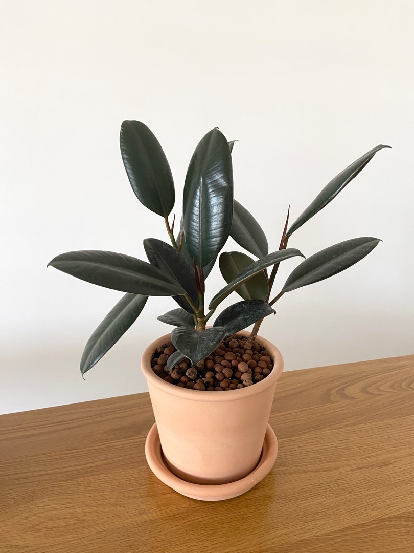 Ficus elastica Rubber Tree Plants with terracotta pot indoor outdoor ...