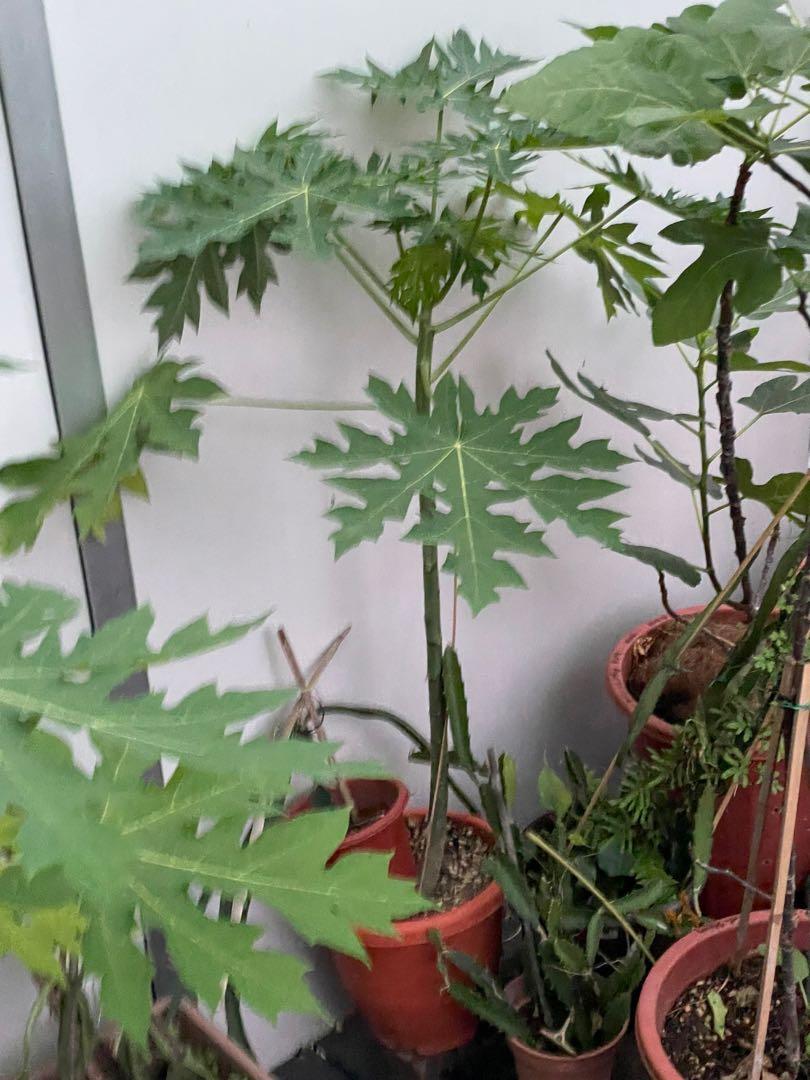 Indonesian Long Papaya King trees for sale, Furniture & Home Living ...