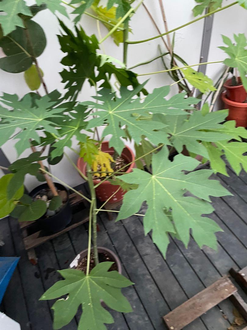 Indonesian Long Papaya King trees for sale, Furniture & Home Living ...