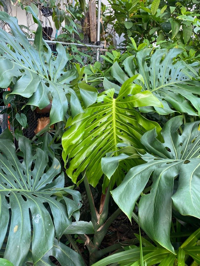 Monstera deliciosa (mature), Furniture & Home Living, Gardening, Plants ...
