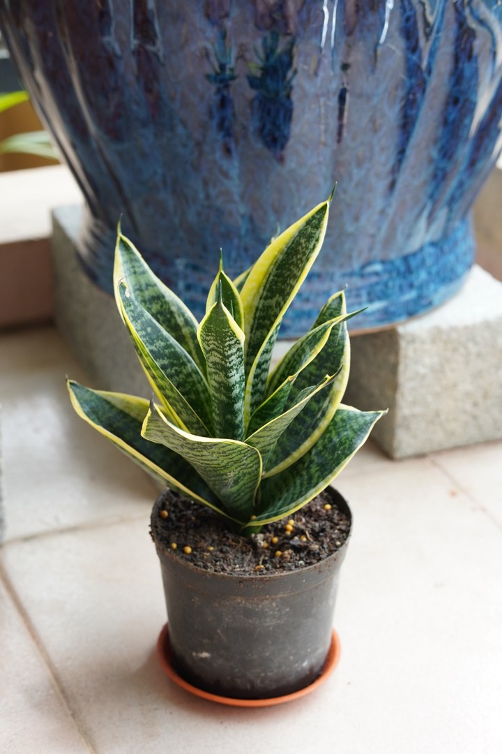 Sansevieria Hahnii Snake Plant, Furniture & Home Living, Gardening ...