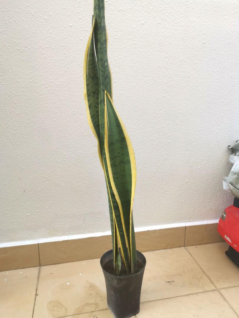 Tall Snake plant, Furniture & Home Living, Gardening, Plants & Seeds on ...