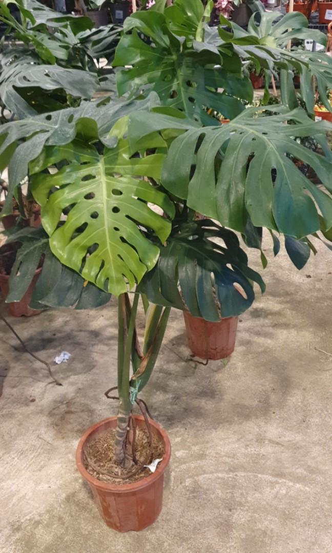 Monstera Deliciosa w trunk 4ft, Furniture & Home Living, Gardening ...