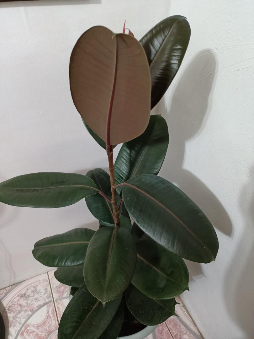 Black Prince Rubber Plant Tree, Furniture & Home Living, Gardening ...