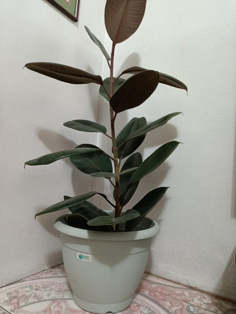 Black Prince Rubber Plant Tree, Furniture & Home Living, Gardening ...