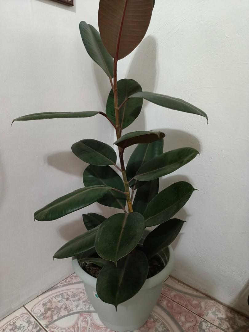 Black Prince Rubber Plant Tree, Furniture & Home Living, Gardening ...