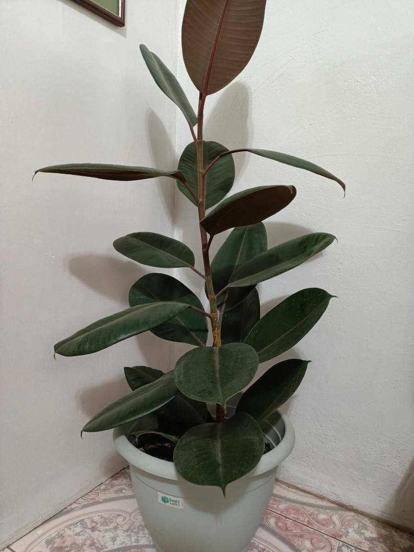 Black Prince Rubber Plant Tree, Furniture & Home Living, Gardening ...