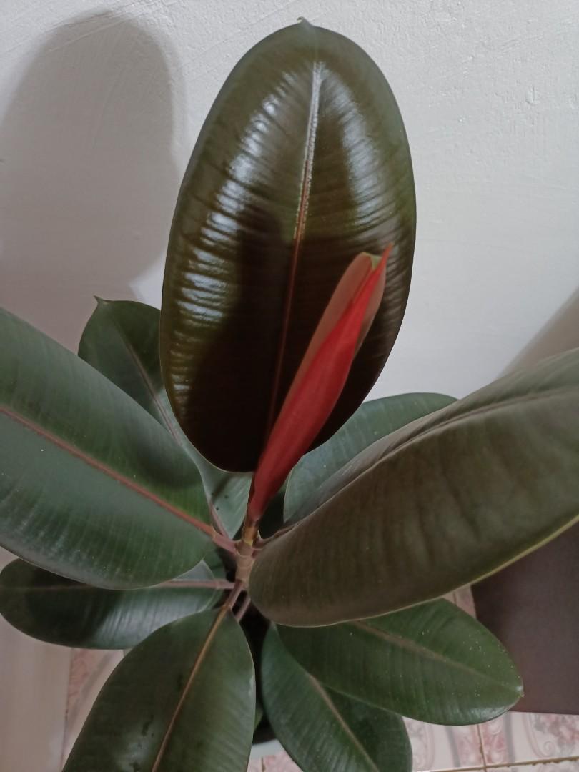 Black Prince Rubber Plant Tree, Furniture & Home Living, Gardening ...