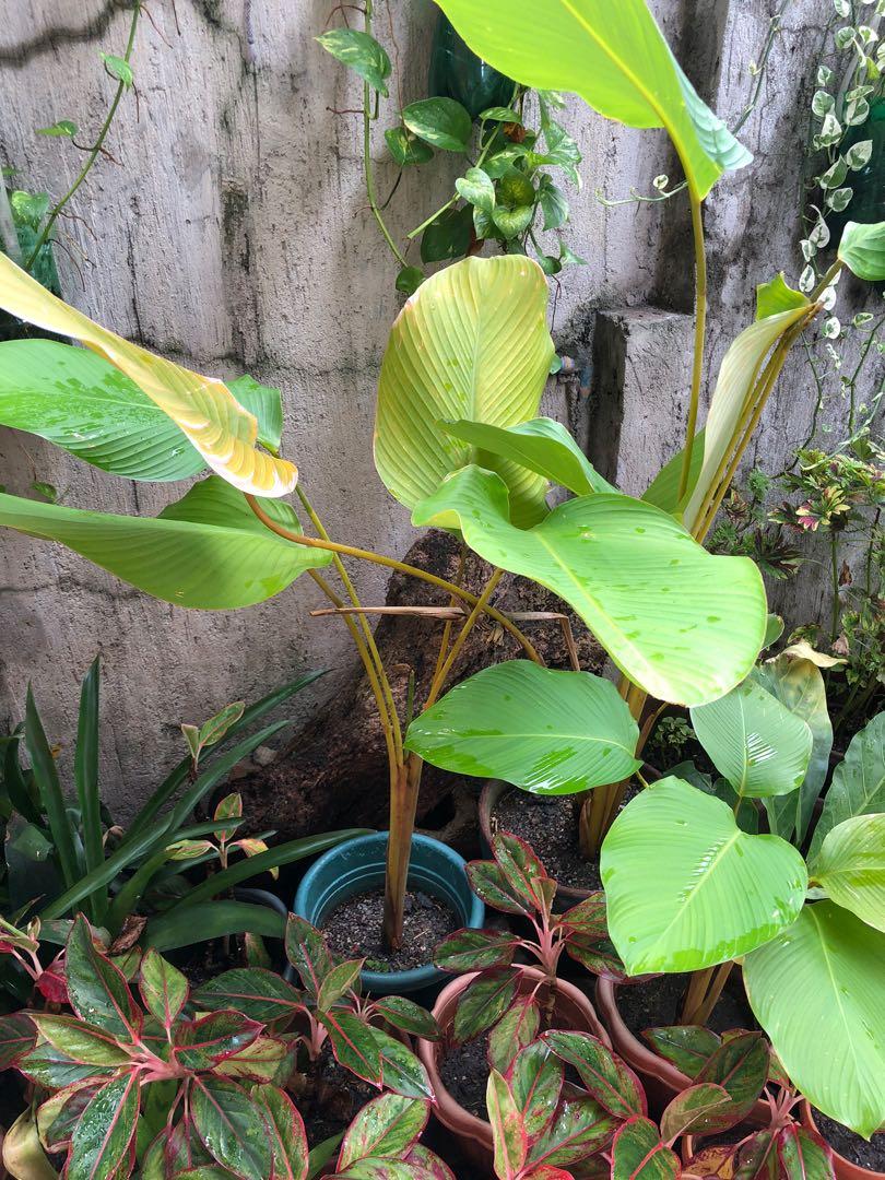 Calathea Lutea in pot, Furniture & Home Living, Gardening, Plants ...