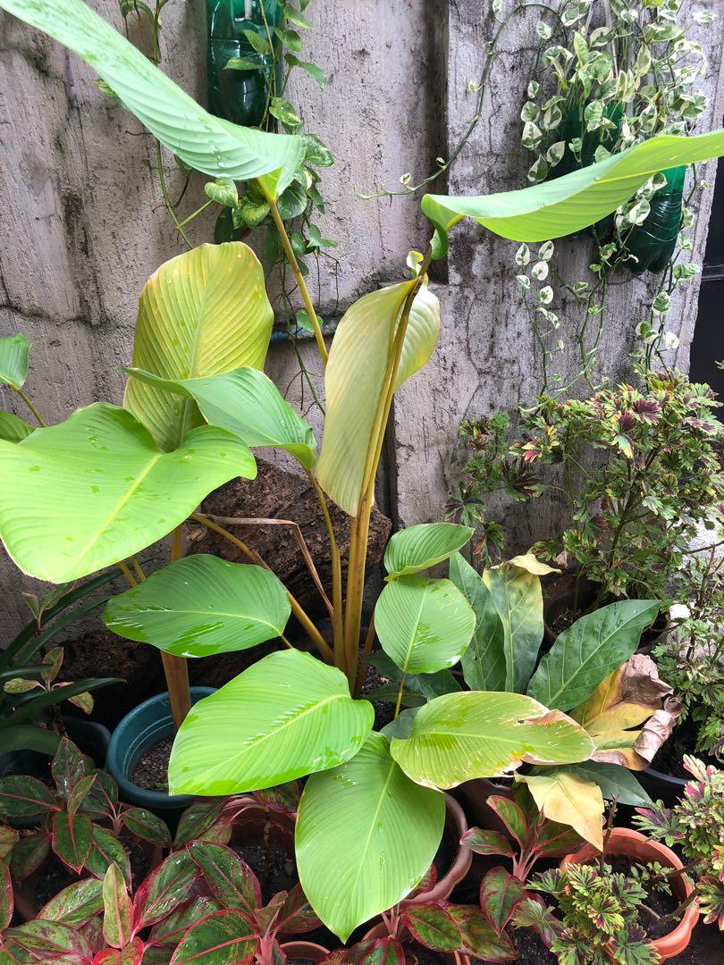 Calathea Lutea in pot, Furniture & Home Living, Gardening, Plants ...