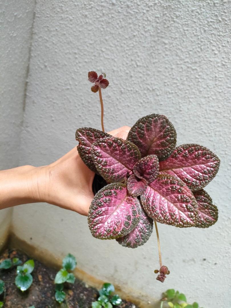 ♥️ Episcia Malayan gem with stolons, Furniture & Home Living, Gardening ...