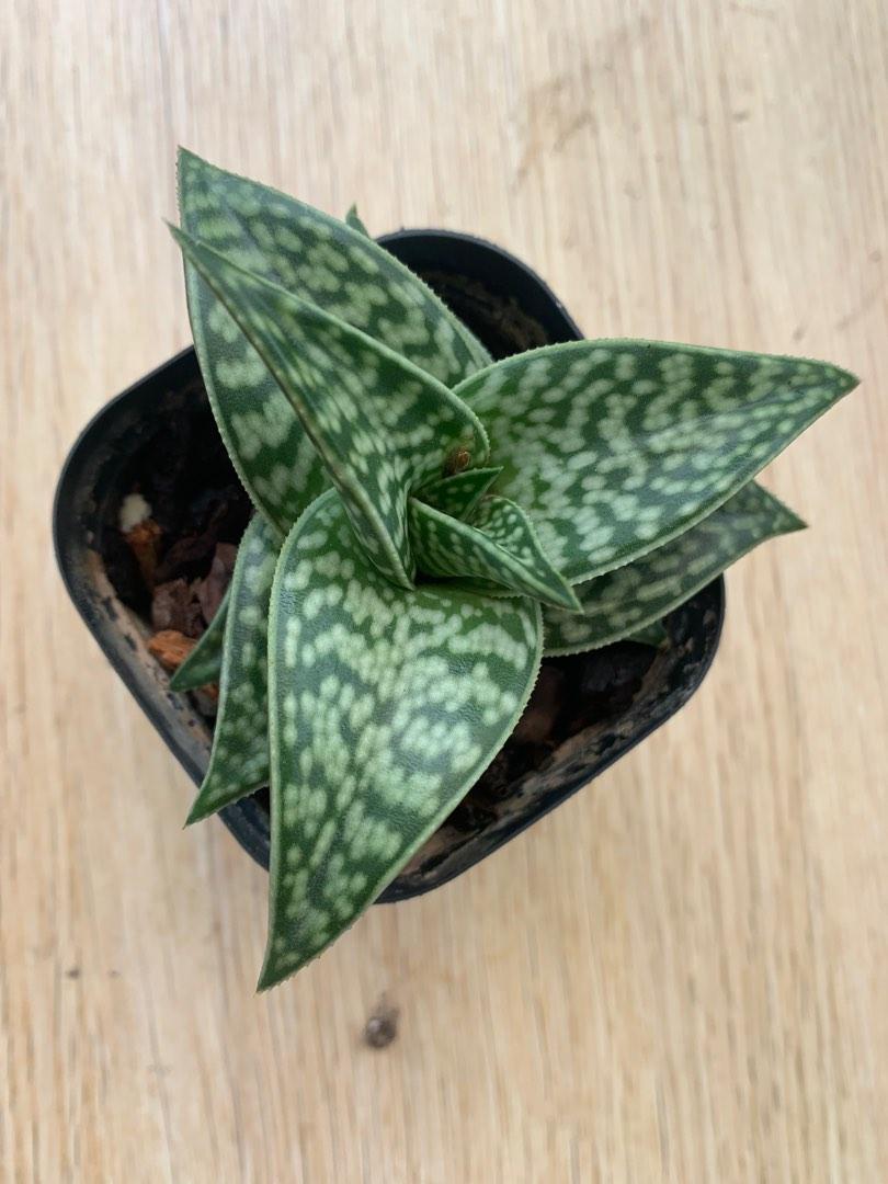 Gonialoe Variegata (Tiger Aloe), Furniture & Home Living, Gardening ...