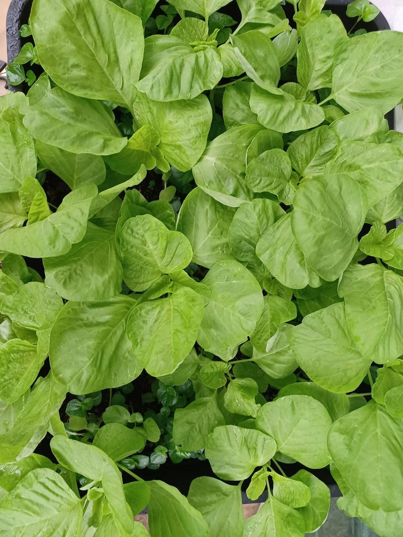 Green Bayam (Local Spinach) Seeds, Furniture & Home Living, Gardening ...