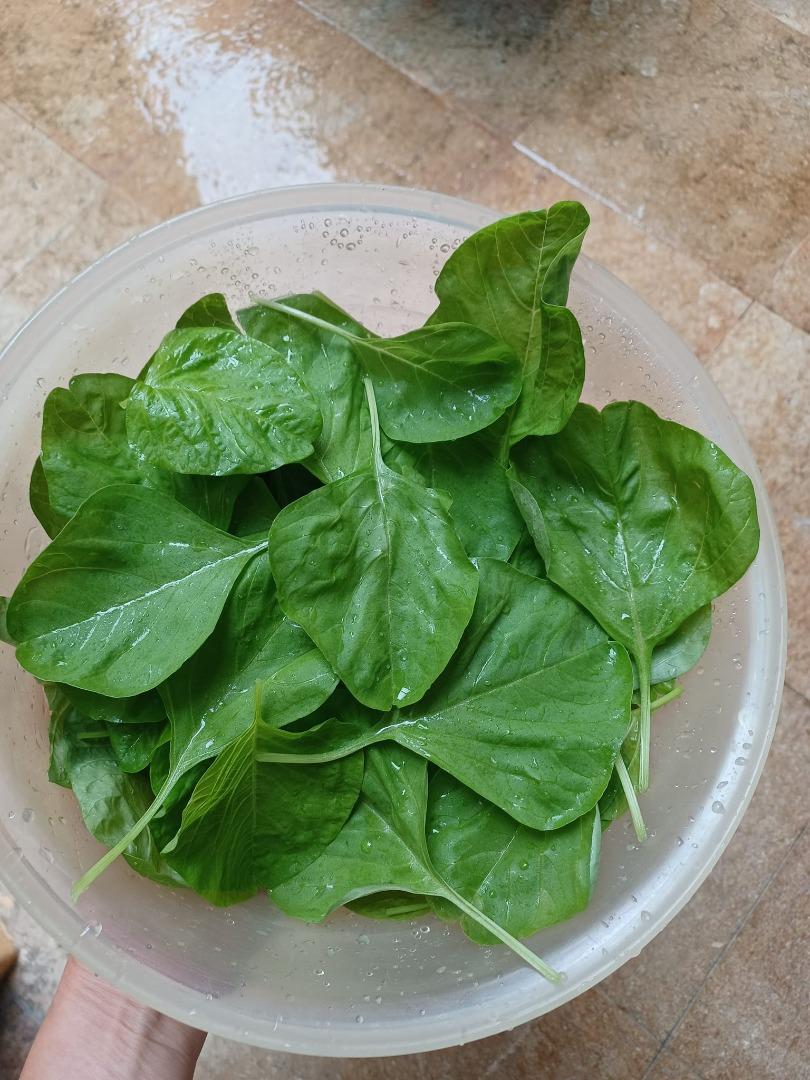Green Bayam (Local Spinach) Seeds, Furniture & Home Living, Gardening ...