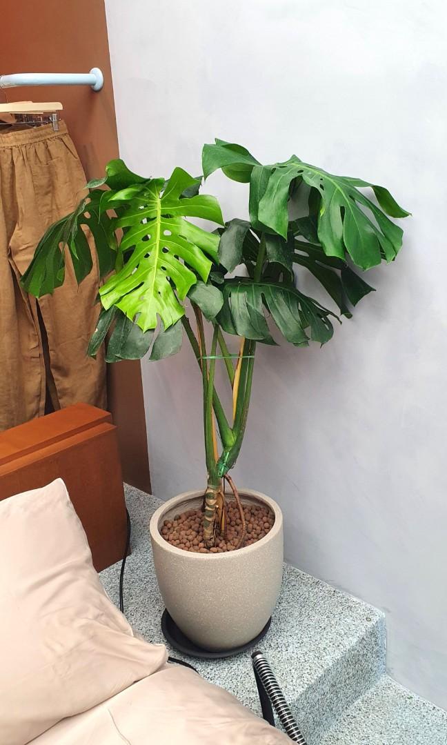 4ft Monstera Deliciosa w trunk potted in ceramic pot, Furniture & Home ...