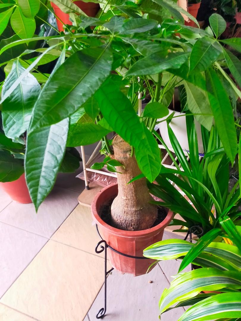 Pachira tree 2F, Furniture & Home Living, Gardening, Plants & Seeds on ...