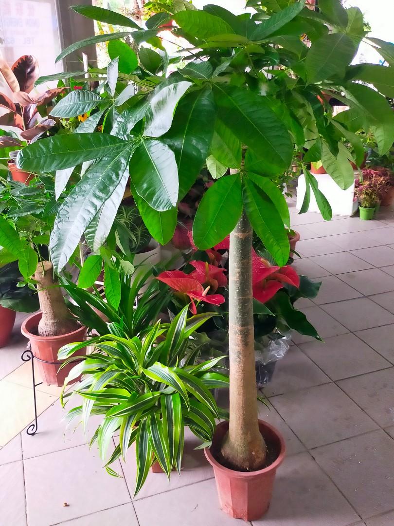 Pachira tree 4F, Furniture & Home Living, Gardening, Plants & Seeds on ...