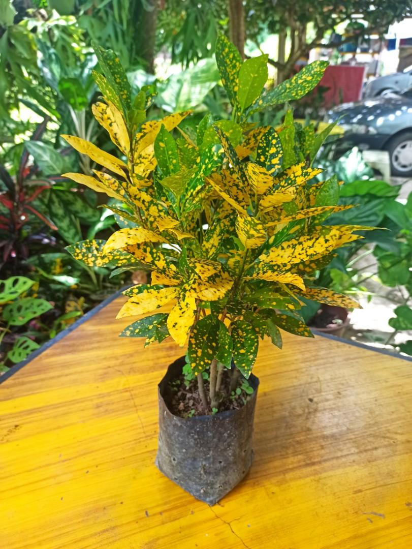 Pokok Puding Croton Plant, Furniture & Home Living, Gardening, Plants ...