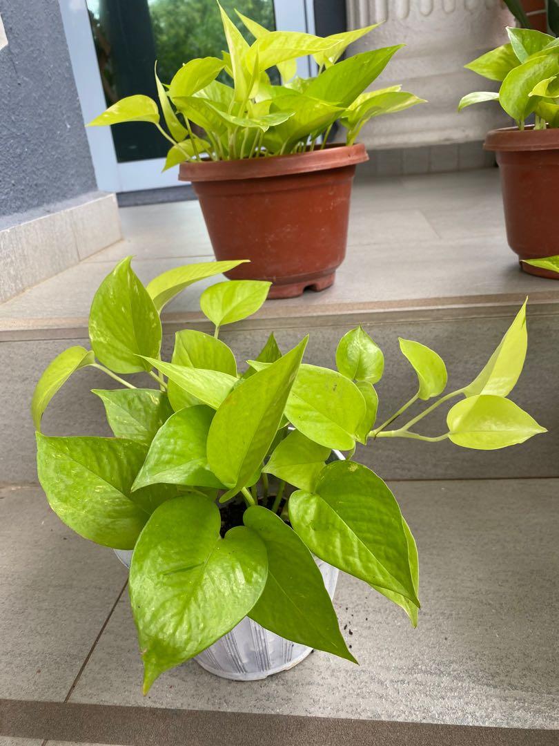 Pothos (Neon) / Monstera Adansonii (Swiss Cheese Plant), Furniture ...