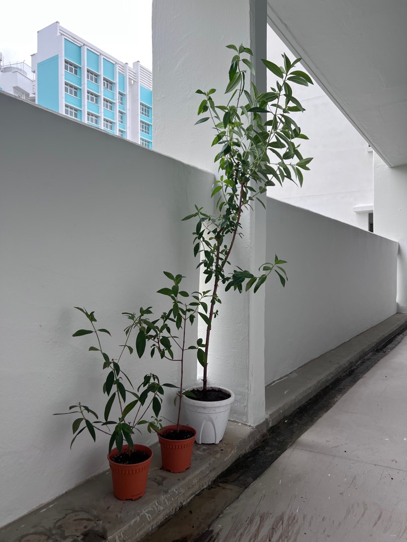 Senduduk putih / melastoma, Furniture & Home Living, Gardening, Plants ...