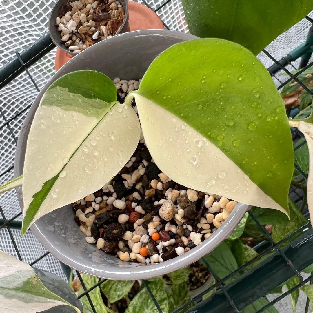 Stunning baby Monstera Albo with stable half moon variegation, Furniture & Home Living ...