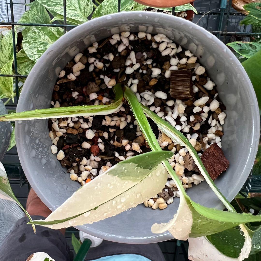 Stunning baby Monstera Albo with stable half moon variegation, Furniture & Home Living ...