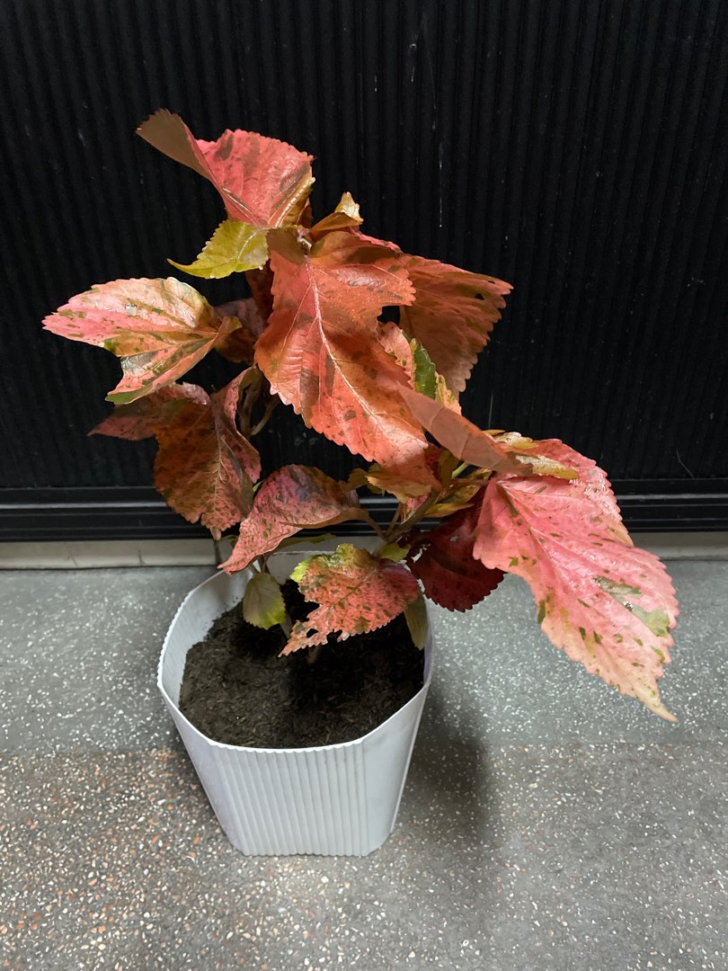 Acalypha, Furniture & Home Living, Gardening, Plants & Seeds on Carousell