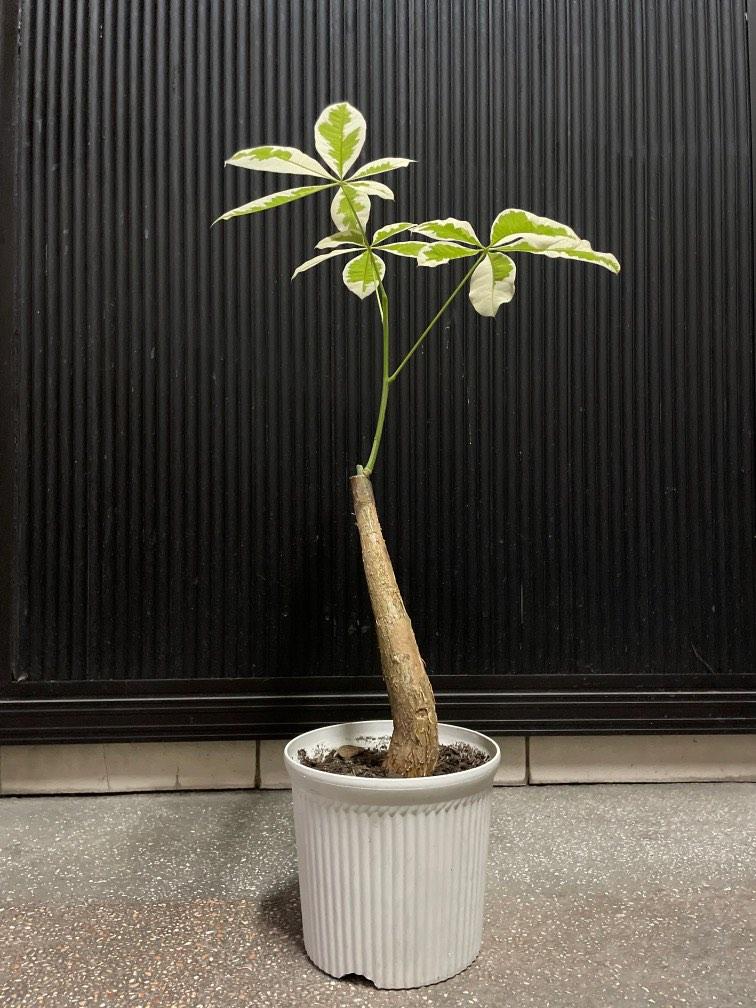 Albo Money Tree, Furniture & Home Living, Gardening, Plants & Seeds on ...