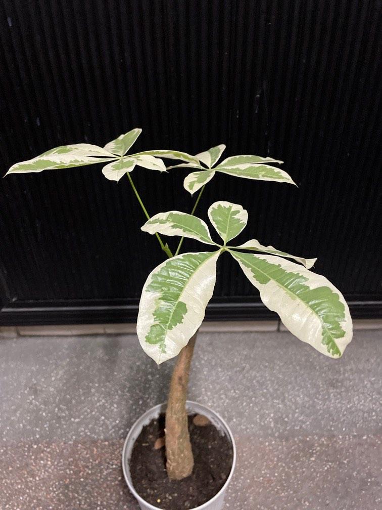 Albo Money Tree, Furniture & Home Living, Gardening, Plants & Seeds on ...