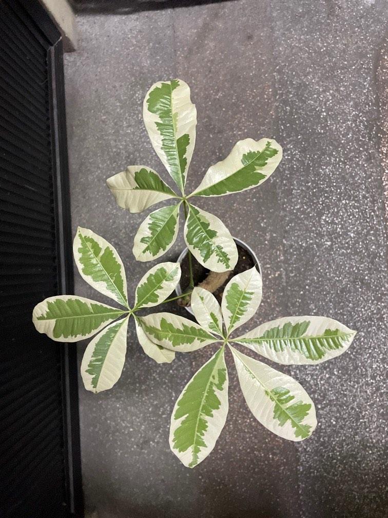 Albo Money Tree, Furniture & Home Living, Gardening, Plants & Seeds on ...