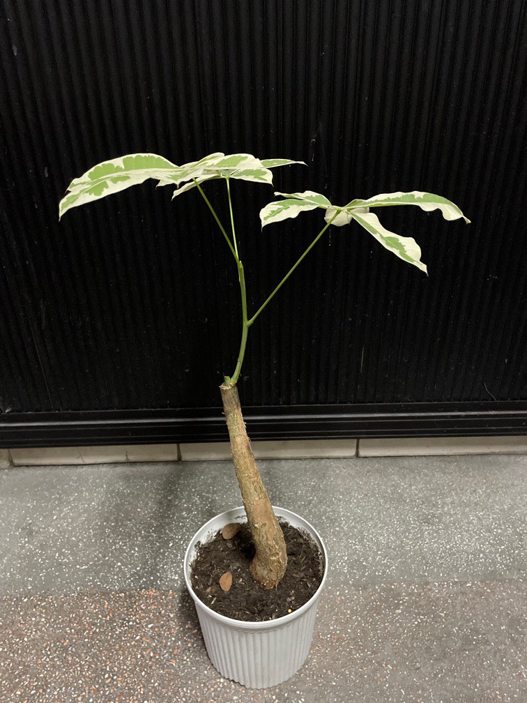 Albo Money Tree, Furniture & Home Living, Gardening, Plants & Seeds on ...