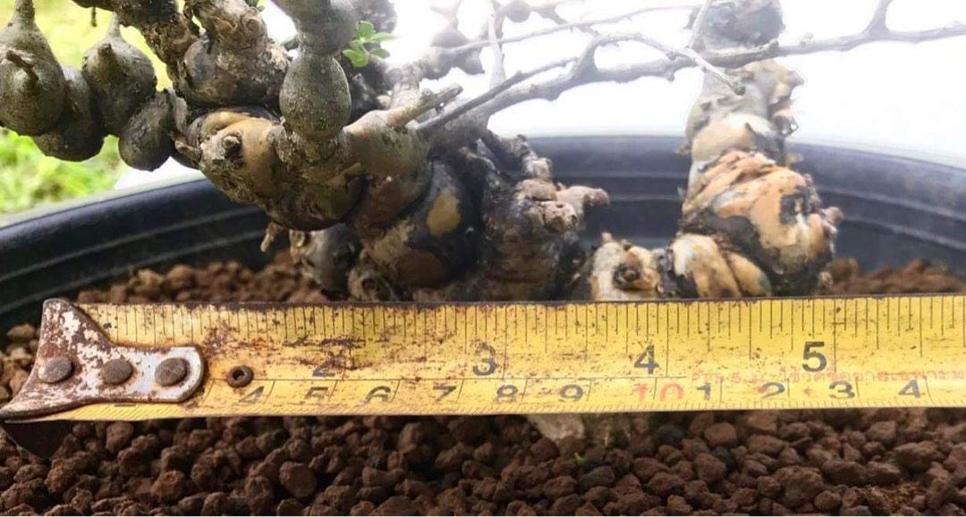 Comiphora sp ely somalia, Furniture & Home Living, Gardening, Plants & Seeds on Carousell