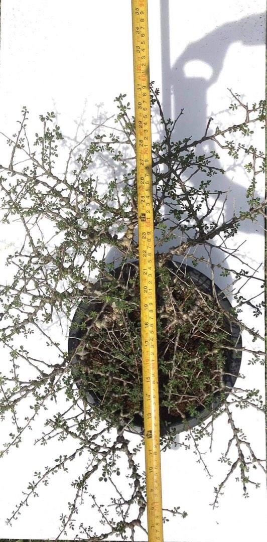 Comiphora sp ely somalia, Furniture & Home Living, Gardening, Plants & Seeds on Carousell