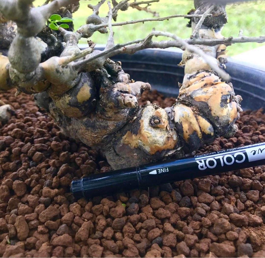 Comiphora sp ely somalia, Furniture & Home Living, Gardening, Plants & Seeds on Carousell