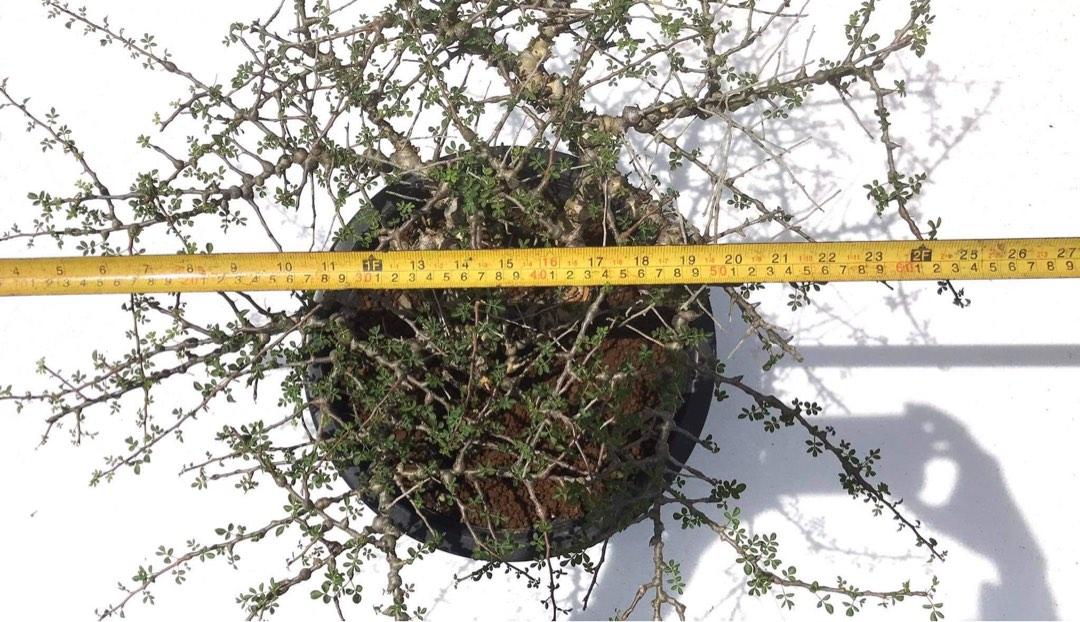 Comiphora sp ely somalia, Furniture & Home Living, Gardening, Plants & Seeds on Carousell