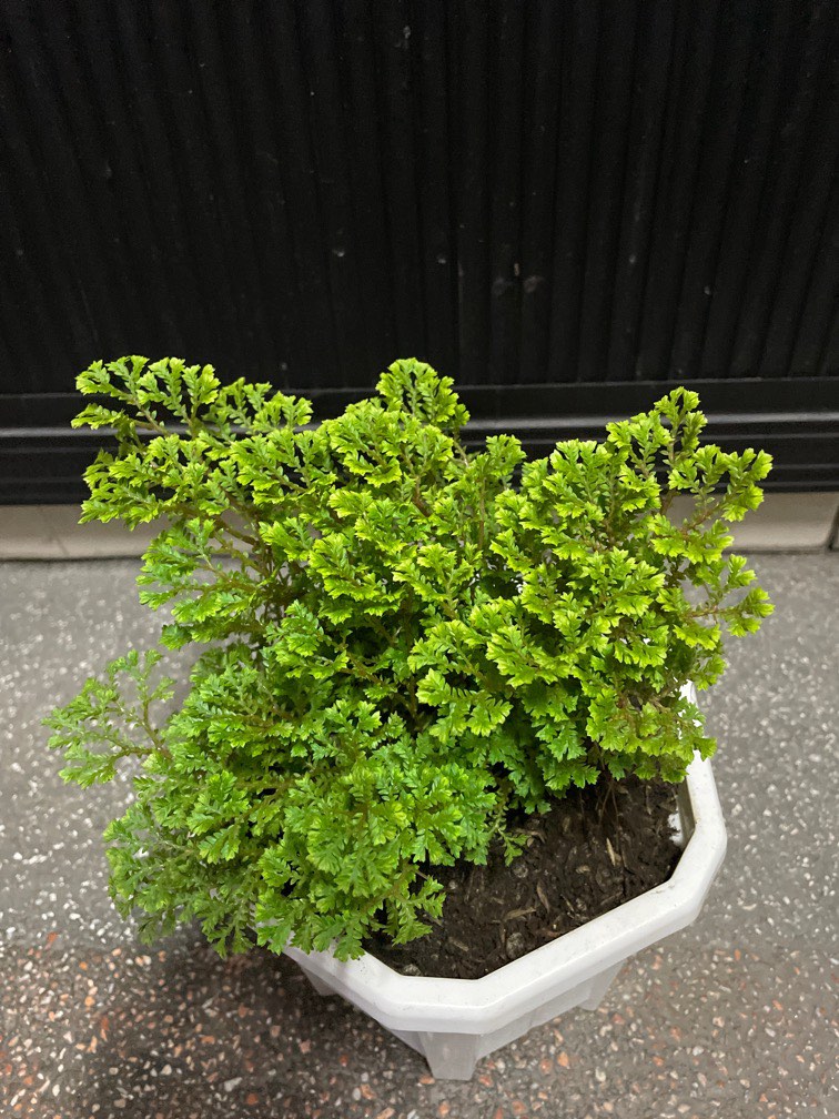 Coral Fern, Furniture & Home Living, Gardening, Plants & Seeds on Carousell