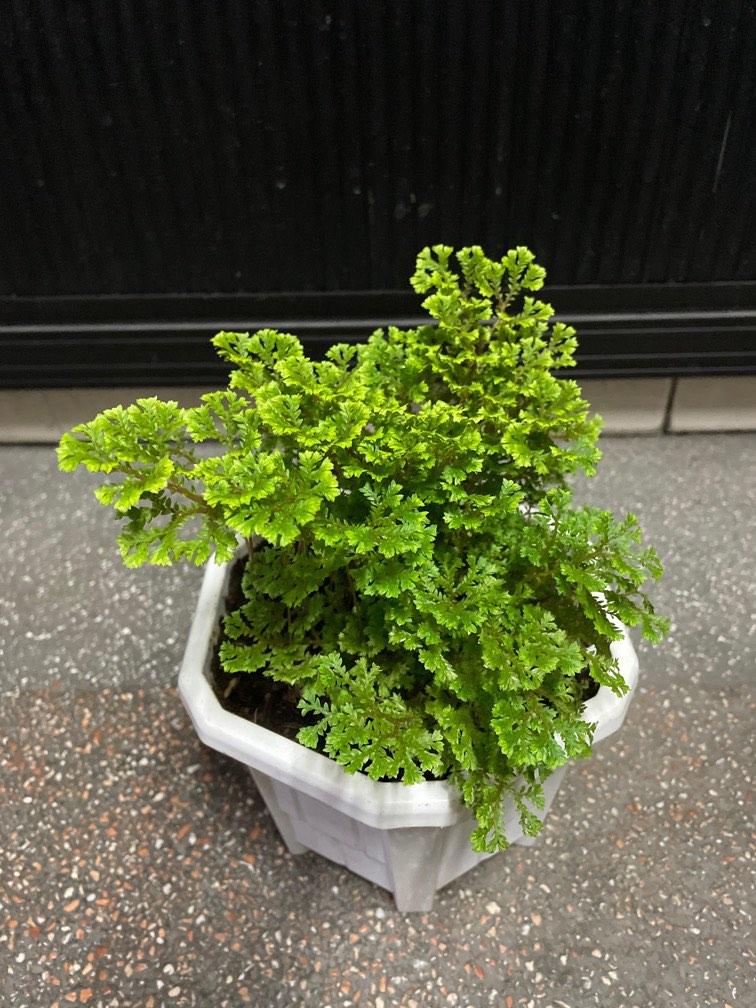 Coral Fern, Furniture & Home Living, Gardening, Plants & Seeds on Carousell