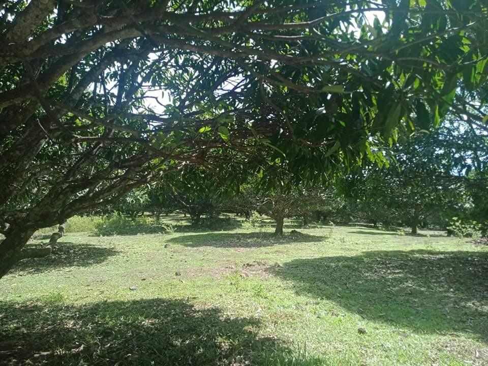 22-hectare Farm lot in Guimaras, Property, For Sale, Lot on Carousell